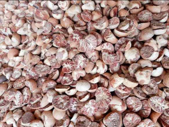 Buy Dried Betel Nuts from Jackson and Family Limited, Cameroon ...