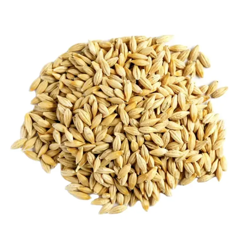 Buy Wholesale 100% Organic Barley For Malt Barley Grain Ready For ...