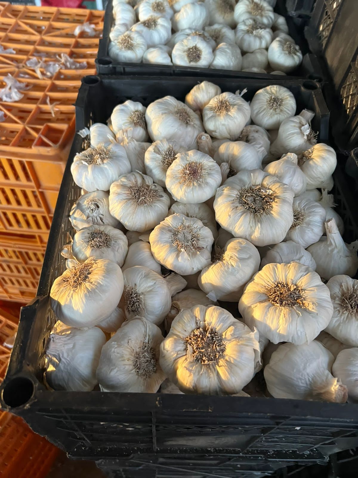 Buy Fresh Garlic from FAIR GROUP, Egypt | Tradewheel.com