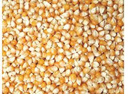 Buy Corn from TM Terra Trade, Republic of Türkiye | Tradewheel.com
