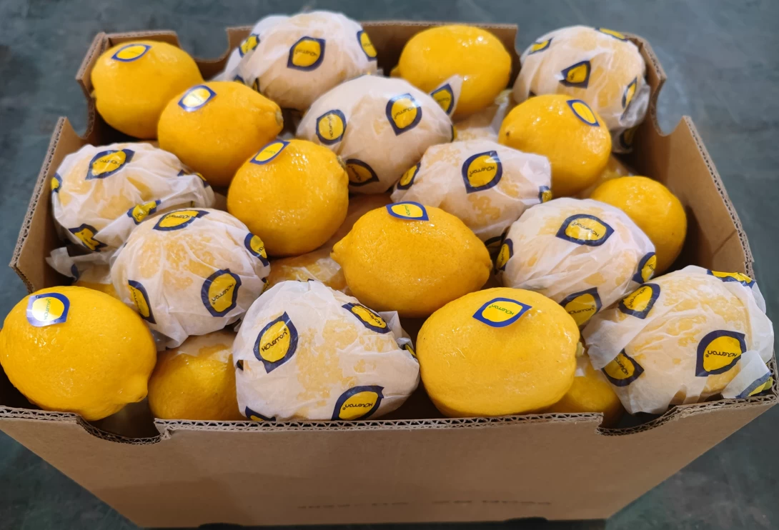 Buy Fresh Lemon From Our Own Farm In Chongqing China from Huida Lemon ...