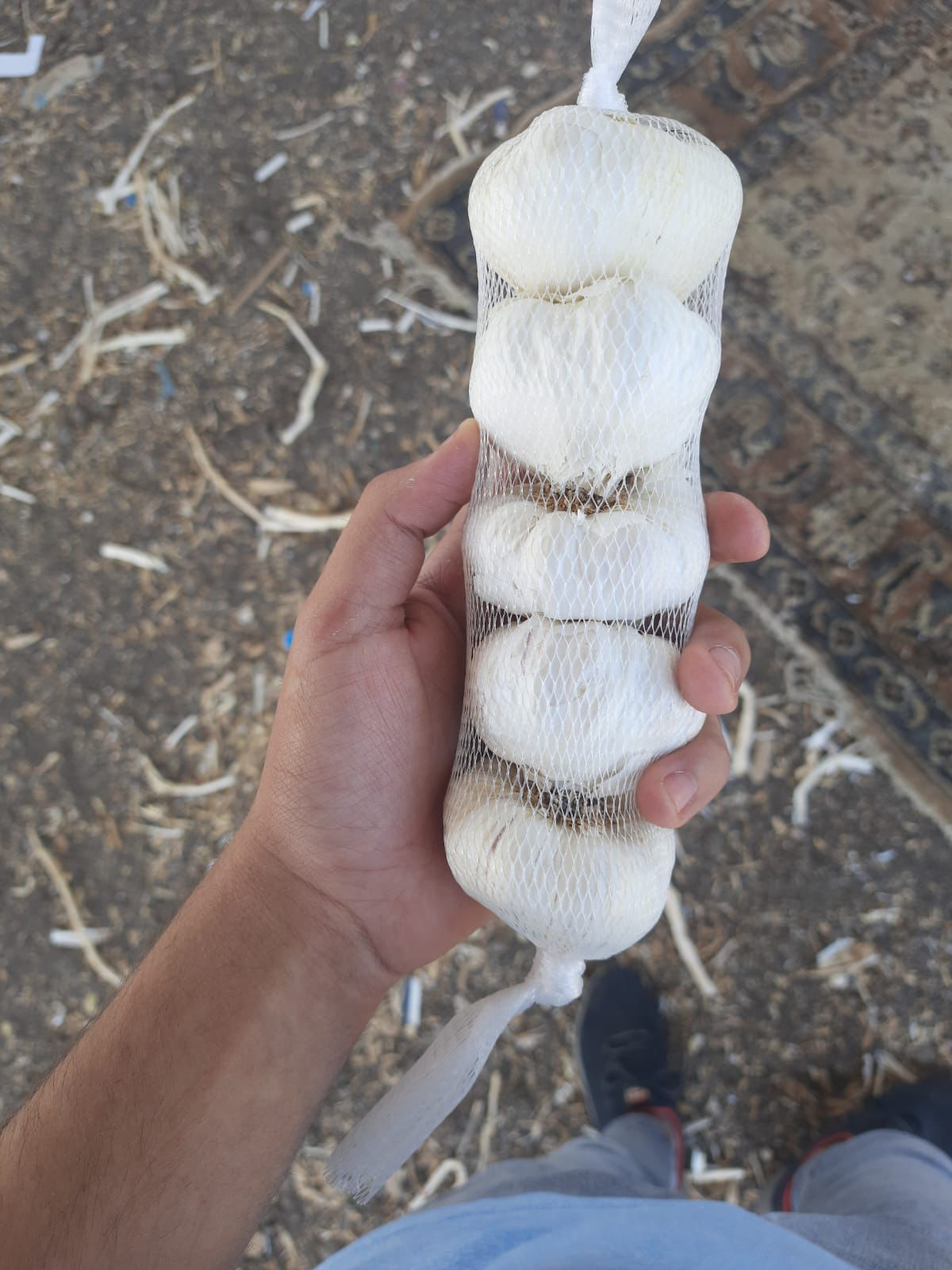 Buy Fresh Garlic from FAIR GROUP, Egypt | Tradewheel.com