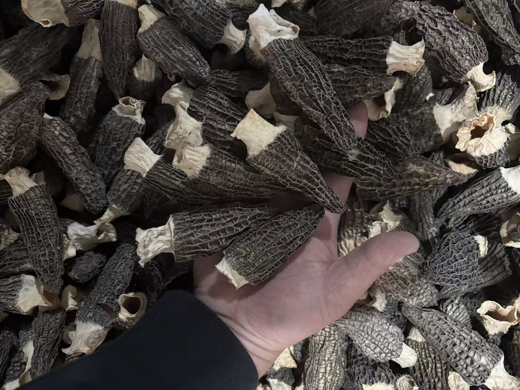 Buy Wild Morel Mushroom Supplier from Zhongchuang Microbiology ...