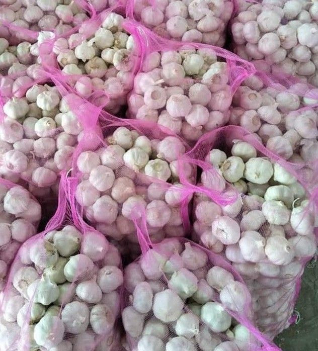 Buy Garlic from Company - IDEMUDIA JOHN EGHOSA, Nigeria | Tradewheel.com