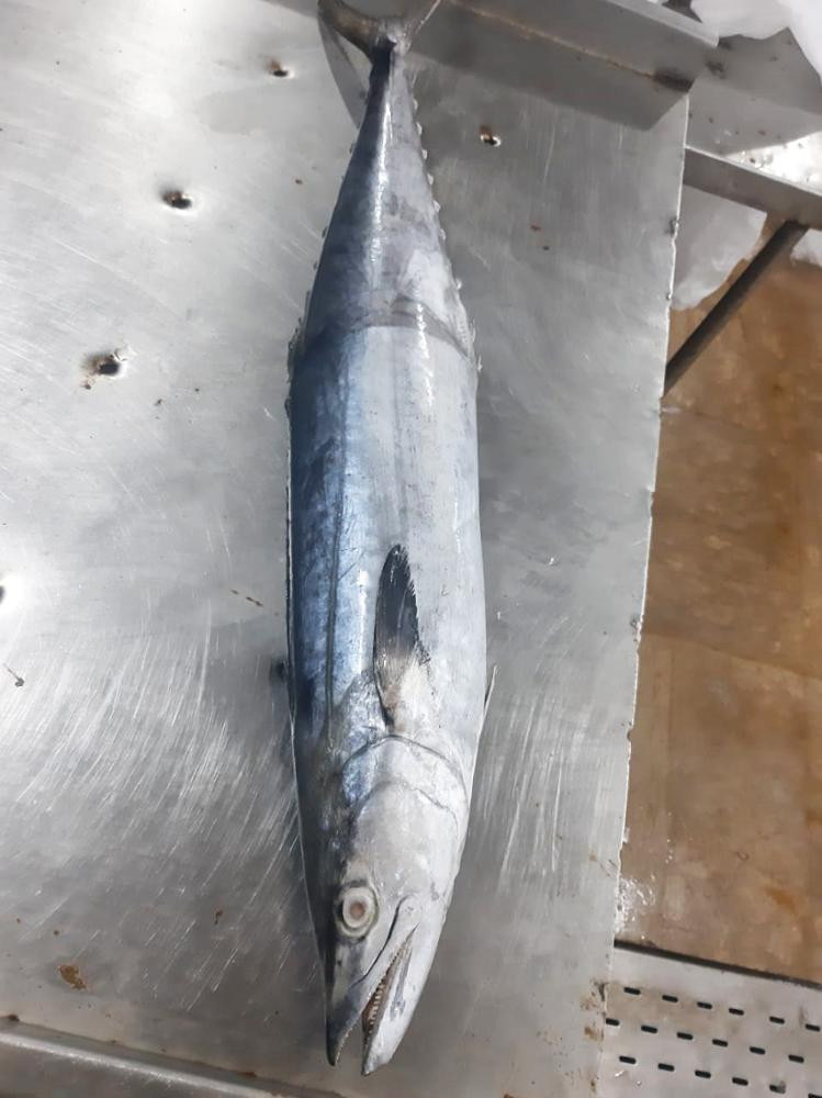 Buy Frozen King Fish (king Mackerel) Whole from ORB EXIM CORPORATION ...