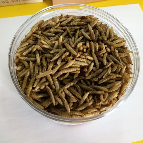 Buy Source Manufacturer Large Black Soldier Fly Solution Black Soldier ...